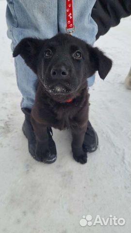 Щенок 2.5 мес мальчик
