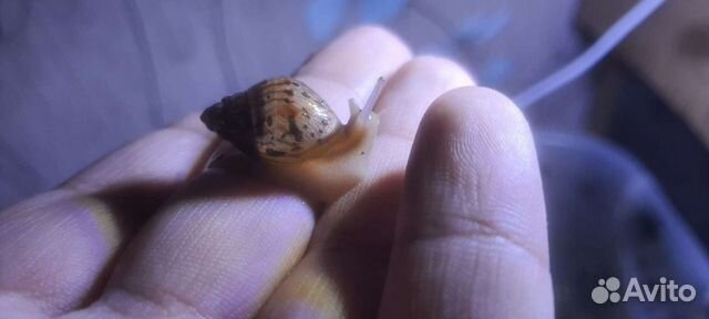 Улитки ахатины ретикулярии Dark Head