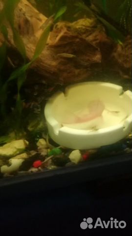 Продам или обменяю анциструсов