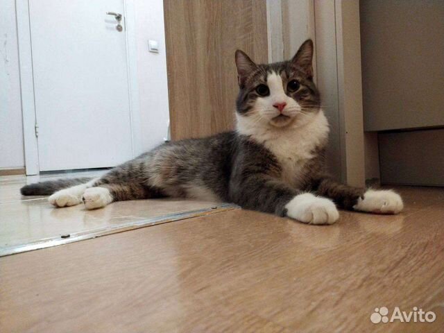 Котёнок в добрые руки