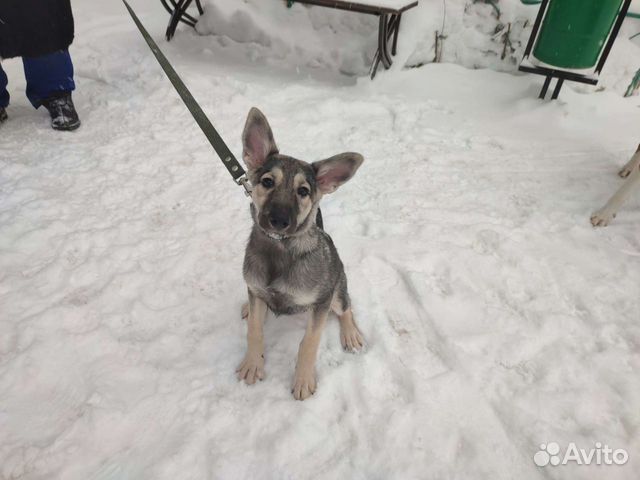 Щенок Лиззи