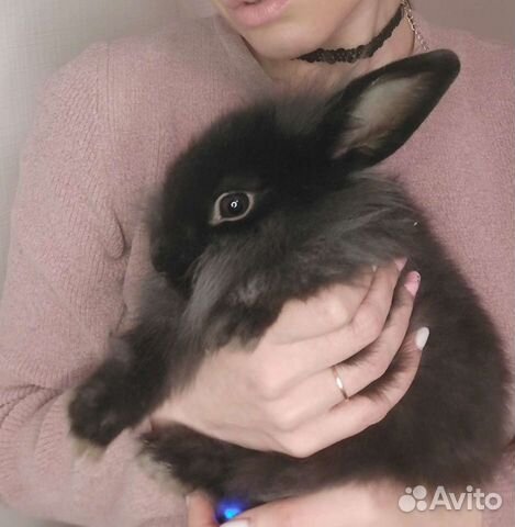 Карликовый кролик ангора