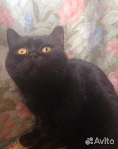 Британская кошка бесплатно