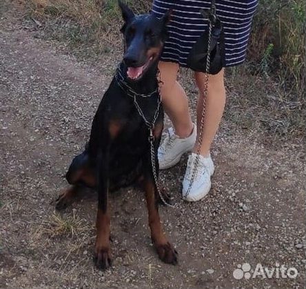 Собака доберман