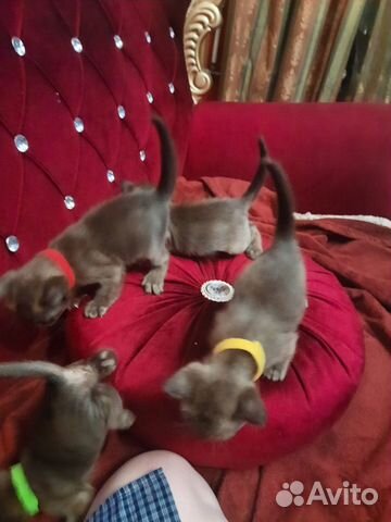 Бурманские котята