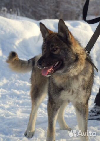 Пес Таурег в добрые руки