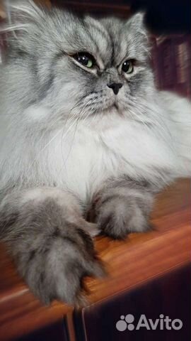 Кот вязка