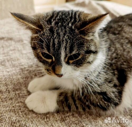 Котенок Василиска был отобран у собак