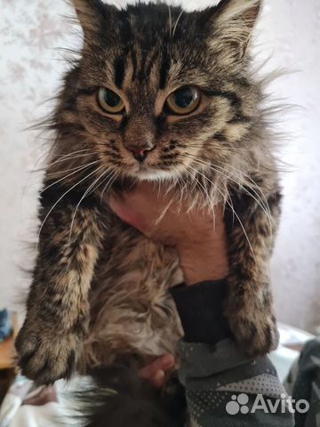 Кошка в дар ласковая и умная