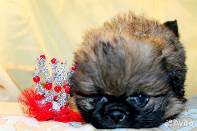 Щенки пекинеса