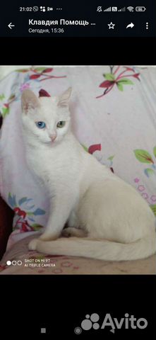 Кошка ангорская в дар