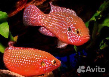 Хромис красавец