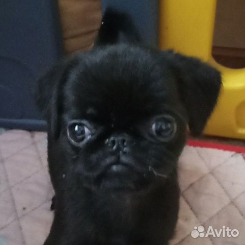 Пти брабансон- очаровательные мальчик и девочка