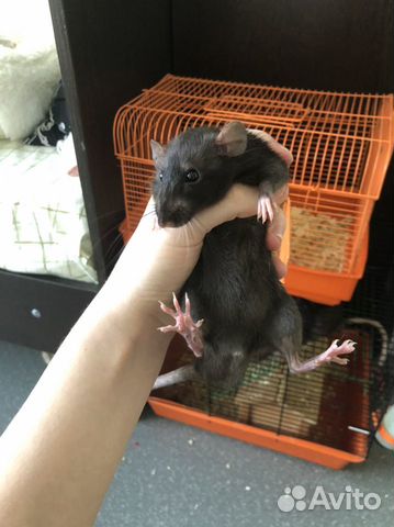 Продам крысенка и крыса