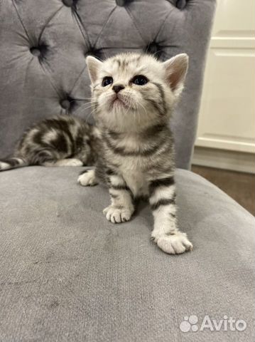 Британская