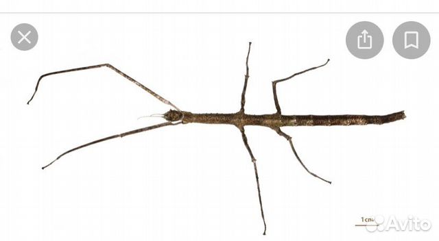 Аннамские палочники