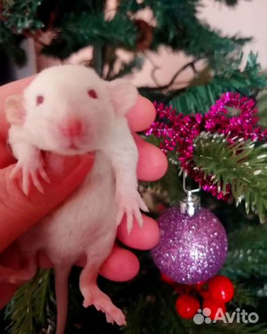 Сиамские Крыски девочки