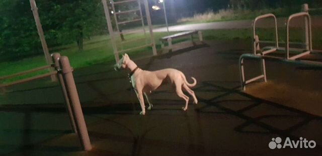 Щенки аргентинского дога