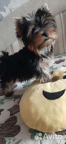 Йоркширский терьер