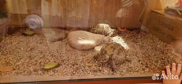 Черепахи сухопутные и террариум