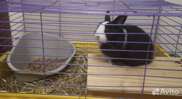 Декоративные кролик