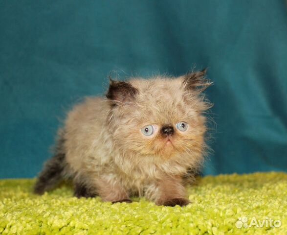 Персидский котенок шоколад-поинт