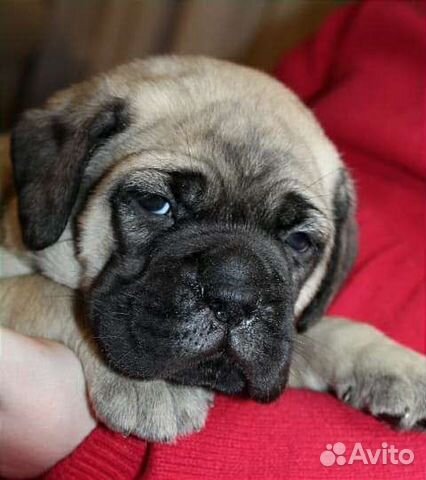 Бульмастиф палевая красотка