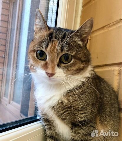 Ищет дом трепетная кошечка Лика
