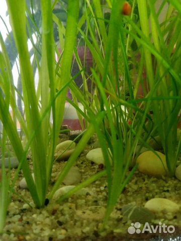 Водоросли для аквариума