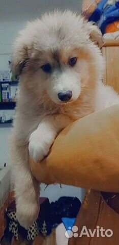 Щенок Лёня в добрые руки