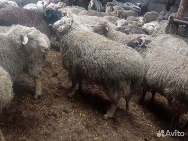 Овцы бараны