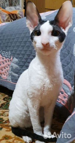 Корниш-рекс