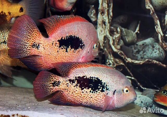 Вьехи Рио Азуфрес пара