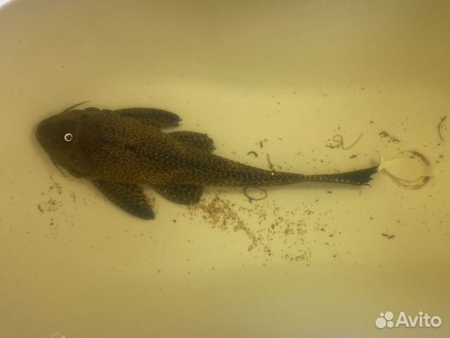 Парчовый сом