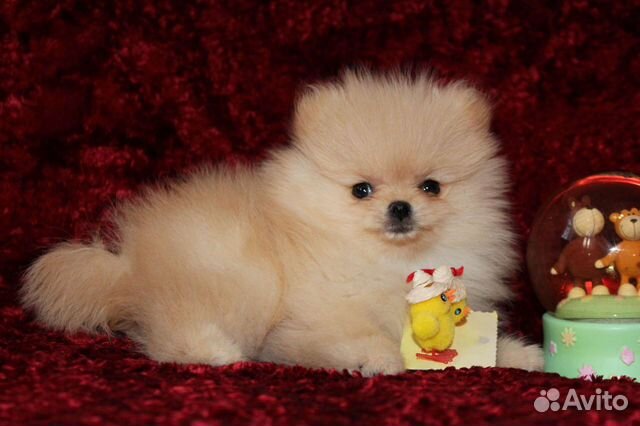 Померанский шпиц