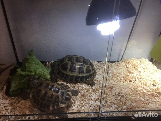 Черепаха с аквариумом