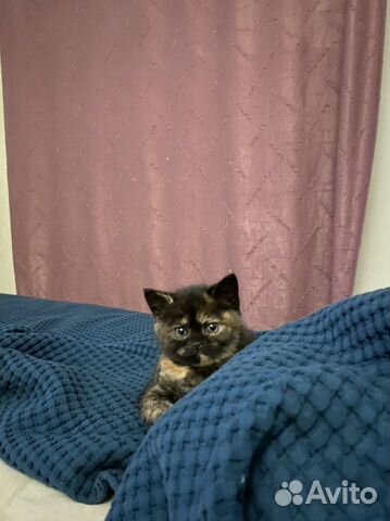 Шотланский котенок