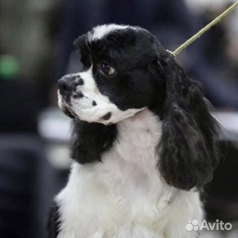 Американский кокер спаниель вязка