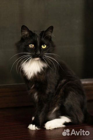 Шикарная кошка Мила ищет дом