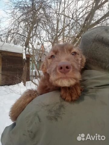 Шоколадная щенок Нюша, 3,5мес, будет по колено