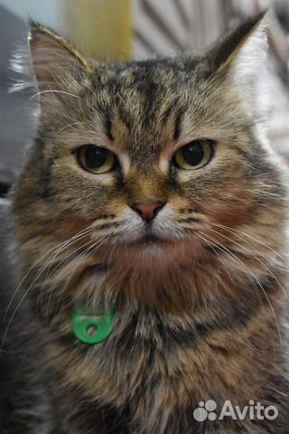 Кошка Нетта