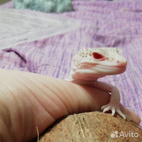 Эублефар супер радар парадокс