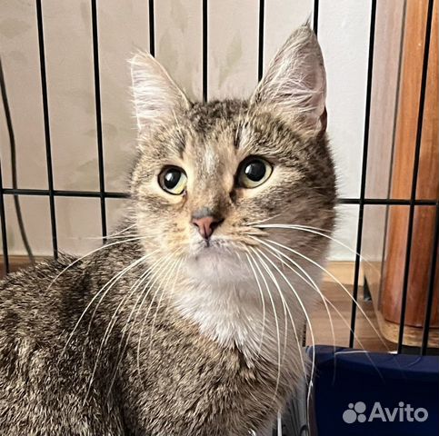 Машеньке с садоводства некуда идти