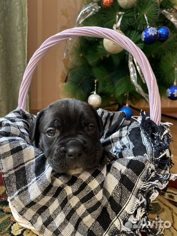 Щенки