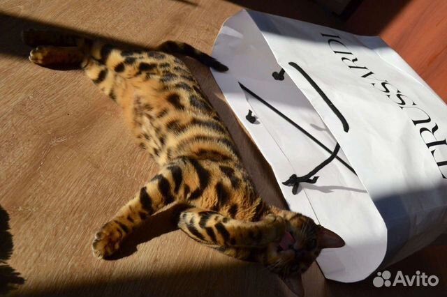 Отдается Бенгальская кошка