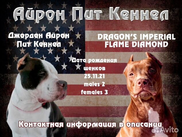 Щенки питбуля