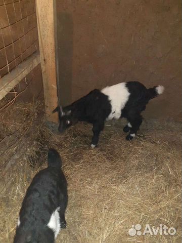 Козлята месячные