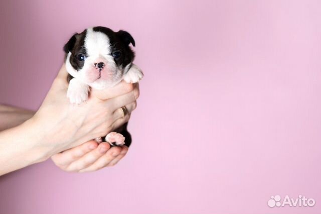 Щенки бостон терьер