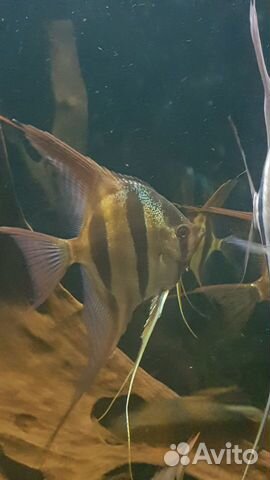 Скалярия Альтум