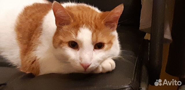 Кот в добрые руки